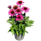 エキナセア パナマ | 株式会社ハクサン｜花や植物、園芸資材を取扱う花卉園芸界の総合商社 種苗会社