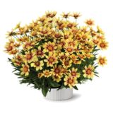 コレオプシス ソランナ | 株式会社ハクサン｜花や植物、園芸資材を取扱う花卉園芸界の総合商社 種苗会社